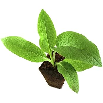 Amazon.com : Live Organic Comfrey plant - Established and Rooted Plants ...