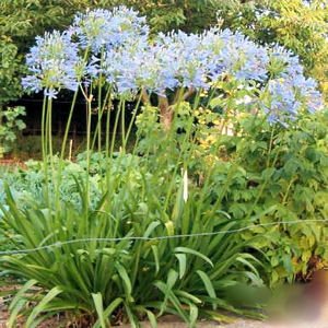 Amazon.com : Tropical Oasis Agapanthus Africanus African Lily Peter Pan ...