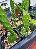 Opuntia microdasys - How to grow & care