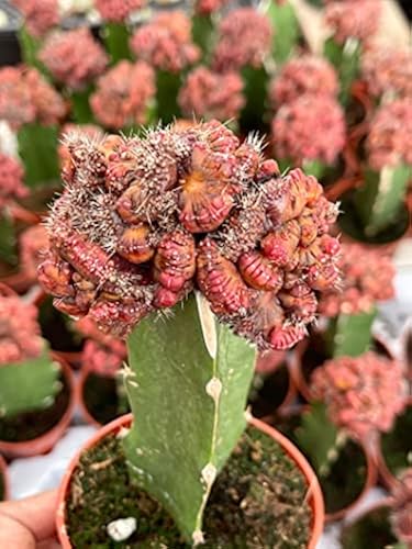 Beleaf and Grow 3.25” Echinopsis cv. Chocolate f. monstrose Crested ...