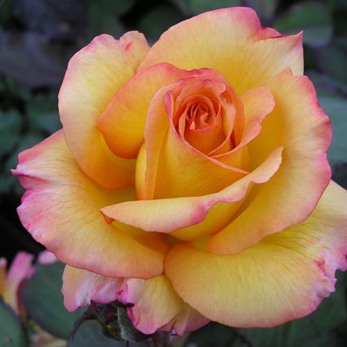 Rose Freddie Mercury (PRE Order)-Superb Plant & Rose Gift for Fans of ...