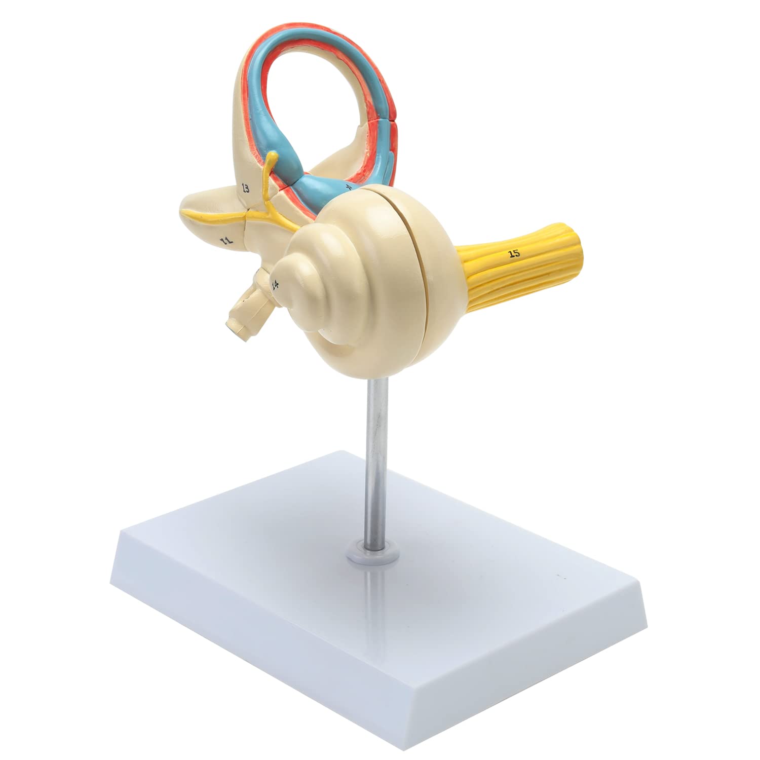 Mua RONTEN Inner Ear Model, Inner Ear Labyrinth and Incised Cochlear ...
