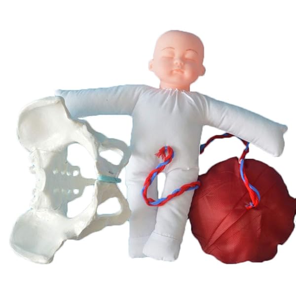 ANATOMY Female Pelvis Model Childbirth,Birth Demonstration Set Includes ...
