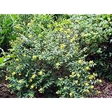 Amazon.com : Hicks Yew (Taxus x media 'Hicksii') : Garden & Outdoor