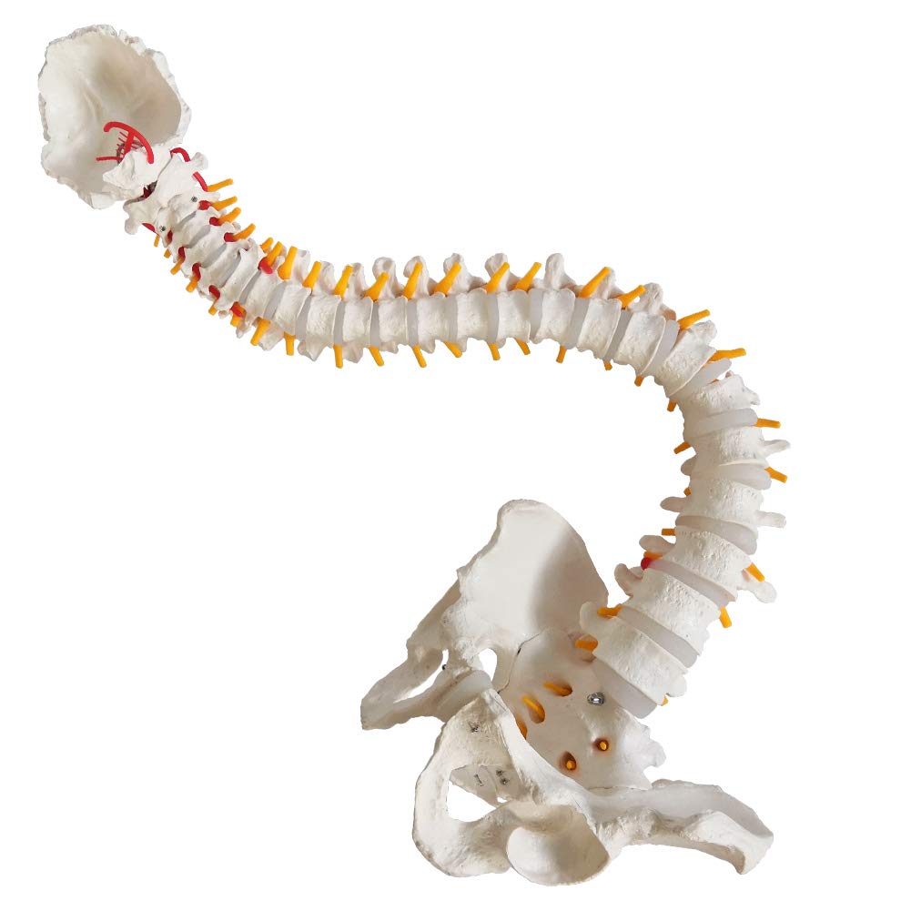 Mua New-Horizon Scientific Spinal Cord Model,Skeleton Model -34" Life ...