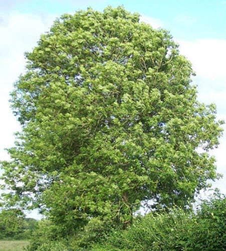 500 semillas del árbol común de la ceniza, Fraxinus excelsior, las ...