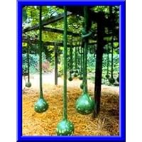 Amazon.com : Extra Long Handle Dipper Gourd Seeds! 10 Seeds! Comb. S/H ...