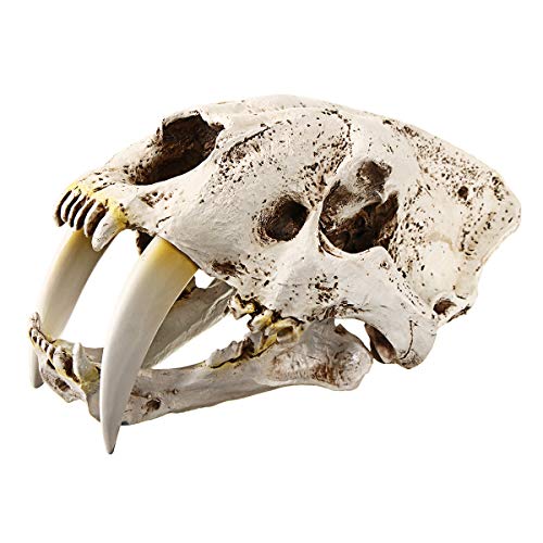 Sabertooth Skull for sale | Only 3 left at -60%