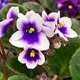 Amazon.com : White Blue African Violet Live Plant, 4 Inch Pot African ...