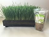 New York City Water Tower Wheatgrass Planters - The Green Head