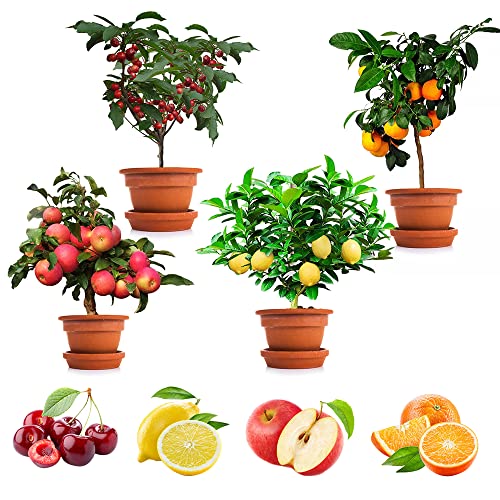 200+ Mix Dwarf Bonsai Fruit Tree Seeds for Planting, 4 Variety Individual Packs, 50+ Lemon Tree ...