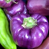 Purple Beauty Pepper: A Royal Bell - PepperScale