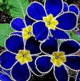 Primula plants for sale - Grow plants