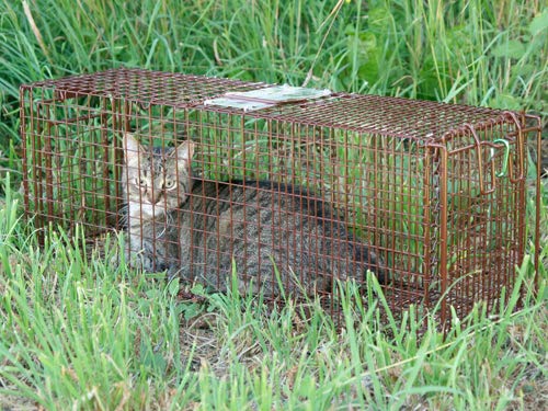 Tru Catch 30LTD Humane Live Animal Trap - Easy & Safe Catch & Release ...