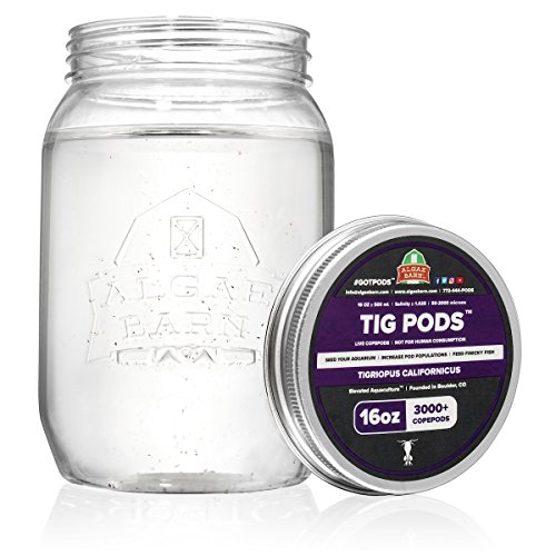 AlgaeBarn Tig Pods :: Live Copepods :: Tigriopus californicus Copepods ...