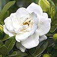 Amazon.com : Cape Jasmine Plants Indoor Live, 4 to 6 Inc Tall, 2 Live ...