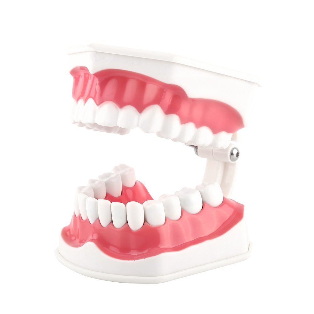 28 Teeth Dentist Demonstration Model Standard Teeth Model Tooth ...