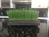 New York City Water Tower Wheatgrass Planters - The Green Head