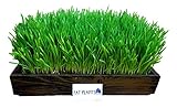 New York City Water Tower Wheatgrass Planters