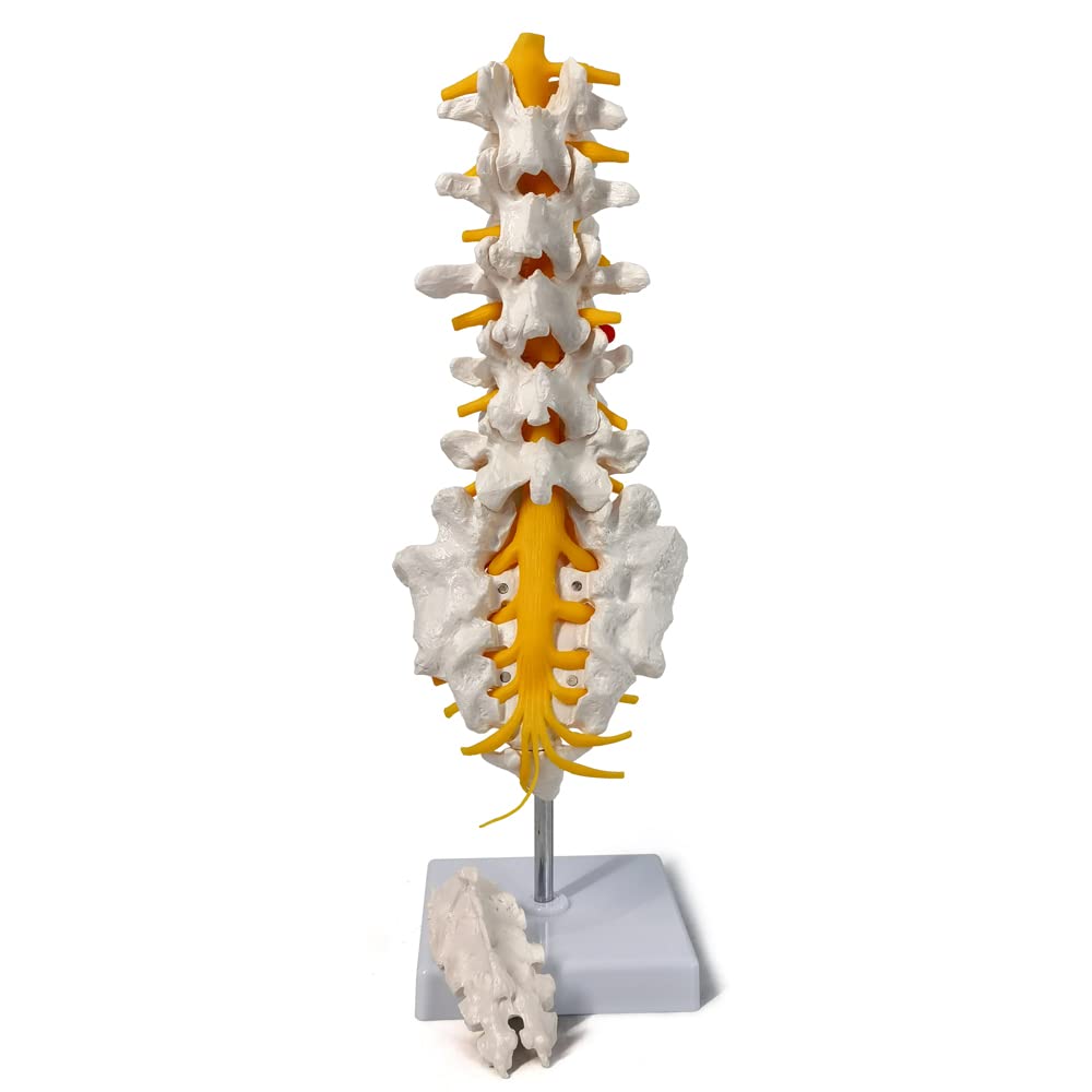 Mua Evotech Lumbar Spine Anatomy Model with Sacrum and Spinal Nerves ...
