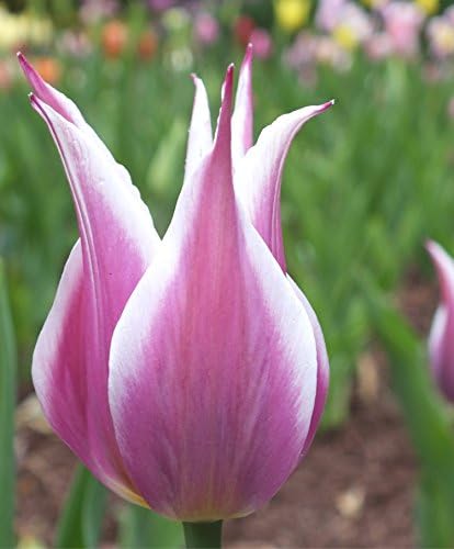 Purple Flower With 5 Pointed Petals | Best Flower Site