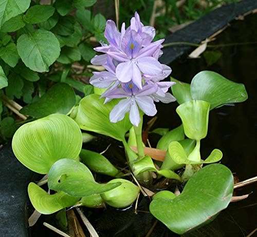 10 Safe Aquatic Plants For Turtles | Affordable And Low-Maintenance