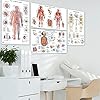 6 Anatomy Posters - Medical Posters - Skeletal System, Female and Male ...