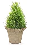 Cupressus macrocarpa Goldcrest - How to grow & care