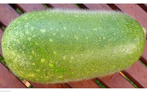 30 Hairy Gourd,Winter Melon,fuzzy Melon Chinese Squash, Mao Gua, Ash ...