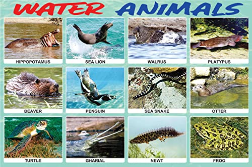 Buy Water Animals Chart Poster|Educational Poster for Wall|Poster for ...