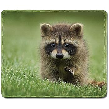 Amazon.com : Raccoon Trash Panda in Garbage Low Profile Thin Mouse Pad ...