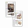 12 Lead EKG Placement Vertical Badge Reference Card (1 Card) in Dubai ...