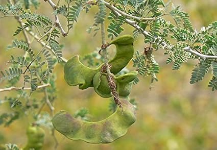 20 Faidherbia albida Seeds, Ana Tree Seeds, Apple Ring Tree, Apple-Ring ...