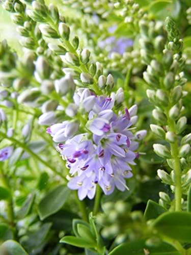 Hardy Evergreen Perennial Flowering Shrub Hebe 'Margret' Ideal for ...