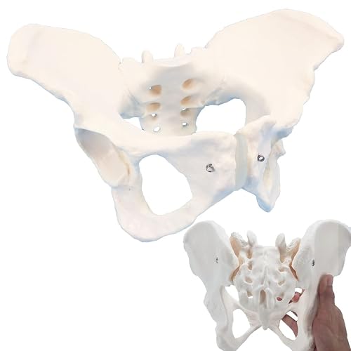 Female Pelvic Anatomy Realistic