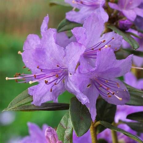 9cm Pot Dwarf Rhododendron Blue Star Rich Blue Evergreen Garden Shrub ...
