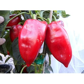 Amazon.com : Yellow Monster Sweet Bell Pepper Seeds - A Colossal Sweet ...