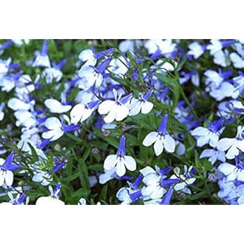 Amazon.com : 200 SKY BLUE LOBELIA REGATTA Lobelia Erinus Flower Seeds ...