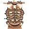 Medieval Roman Greek Muscle Body Armor Cuirass Brass Finish