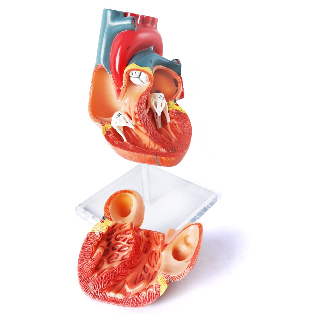Mua Human Heart Model For Anatomy, 2 - Part Heart Models Anatomy Life ...