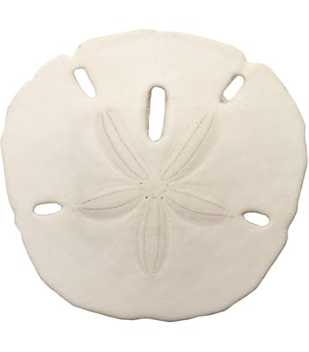 Imperfect Sand Dollars 15 - 2-3.25 Inch Real Seashells For Crafts ...