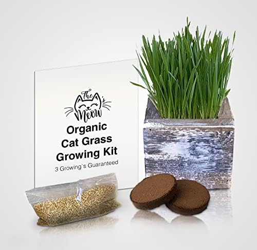 Cali Kiwi Pros Complete Organic Cat Grass Kit: 4.25" Square Planter ...