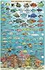 Grenada Dive Map & Reef Creatures Guide Franko Maps Laminated Fish Card ...
