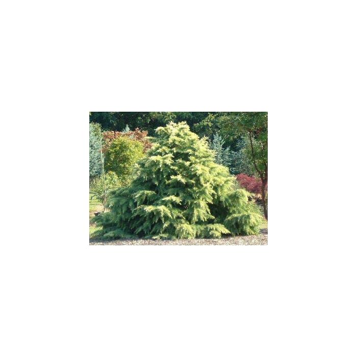 Buy (1 Gallon) Silver Mist Cedar Conifer is Evergreen, has a Slow ...