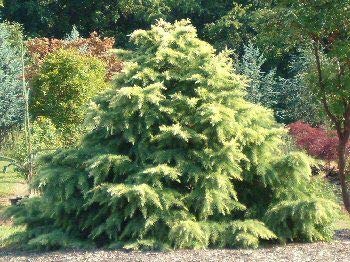 Buy (1 Gallon) Silver Mist Cedar Conifer is Evergreen, has a Slow ...