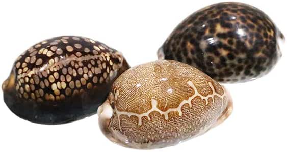 Amazon.com: Polished Brown Cowrie Shell Set | Chocolate Humback Cowrey ...