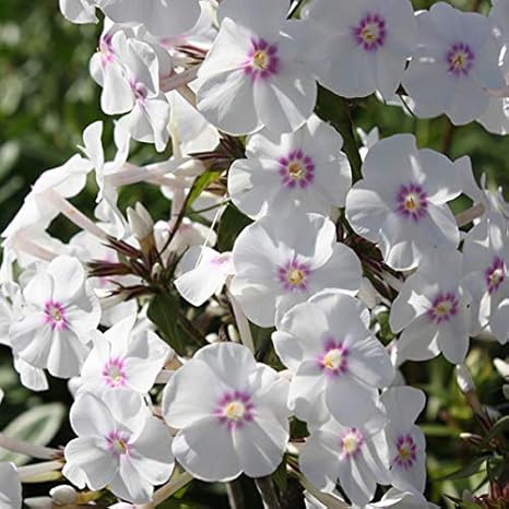 6 x Phlox Maculata 'Omega' - Meadow Phlox 'Omega' - Pot 9 cm x9 cm ...