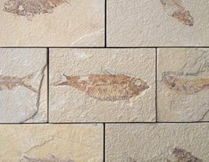 fish fossil accent tile - Marble Tiles - Amazon.com