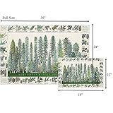 Amazon.com: Northwest Native Conifers Poster and Identification Chart ...