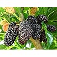 Amazon.com : One Live Rooted Plant of Black Mulberry 1-2 Year Old Plant ...